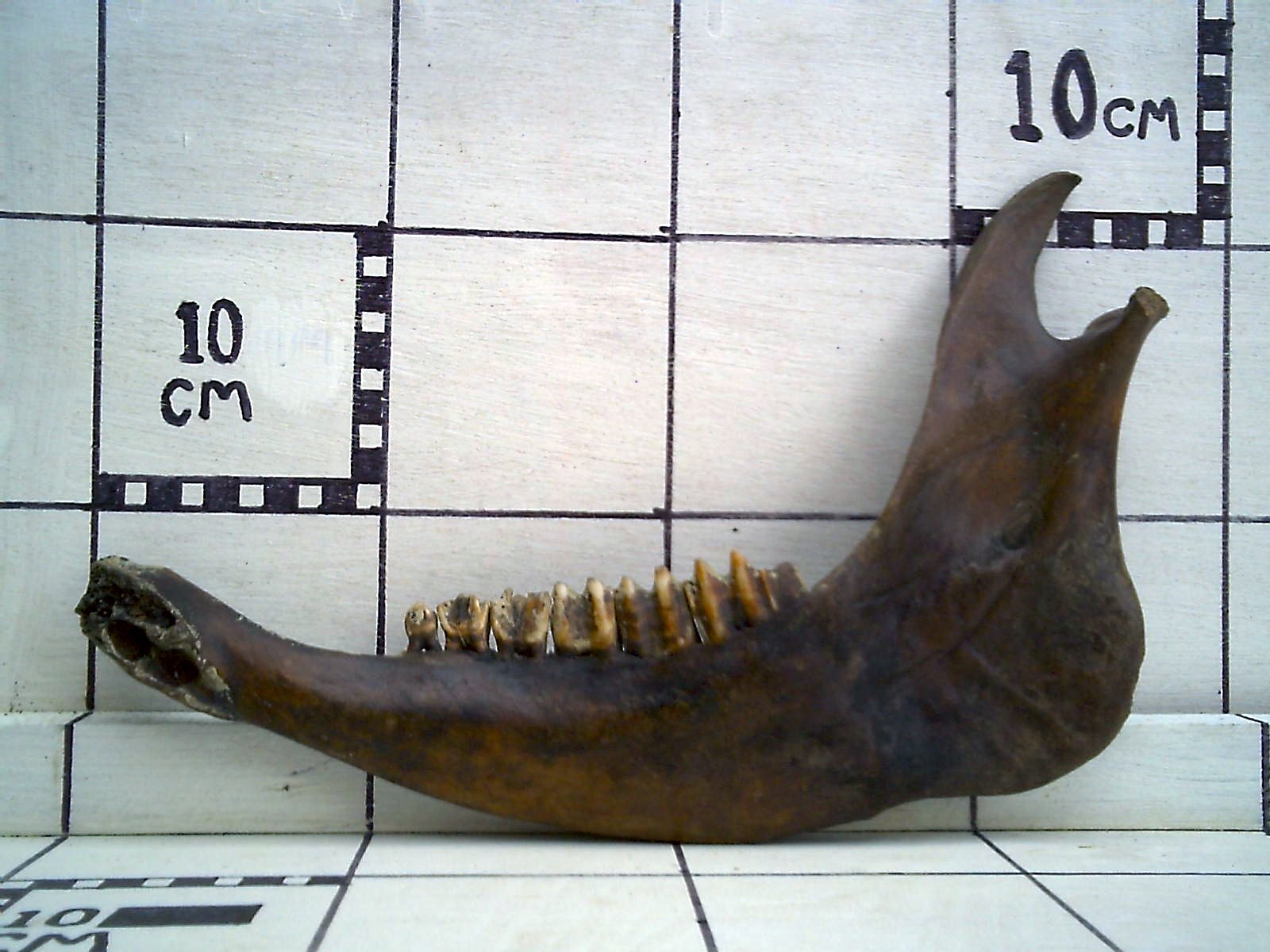 HISTORY OF A BECK: New finds Bovine bones size and weights.