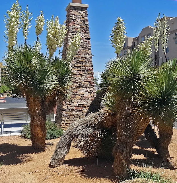 Joe's Retirement Blog: Random Sights, Albuquerque, New Mexico, USA