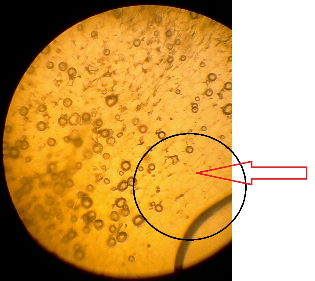 Bentuk dan Ukuran Sel | Leo Purnawan: Bentuk dan Ukuran Sel | Anpertum