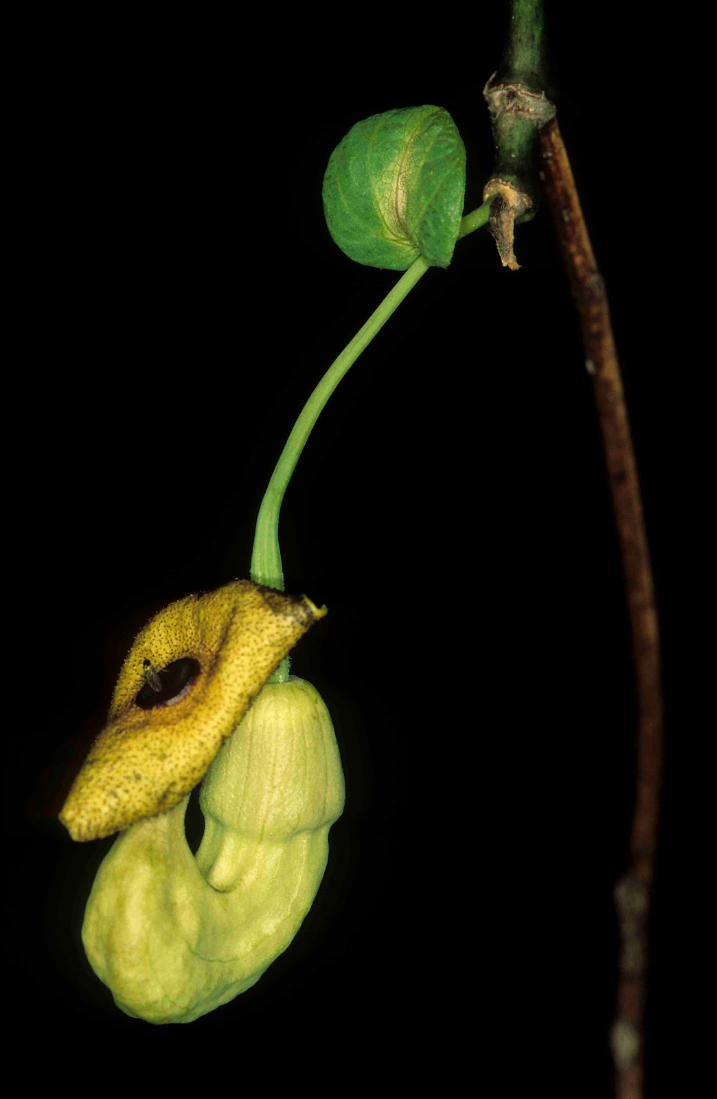 Kentucky Native Plant and Wildlife: Plant of the Week: Dutchman's pipe ...