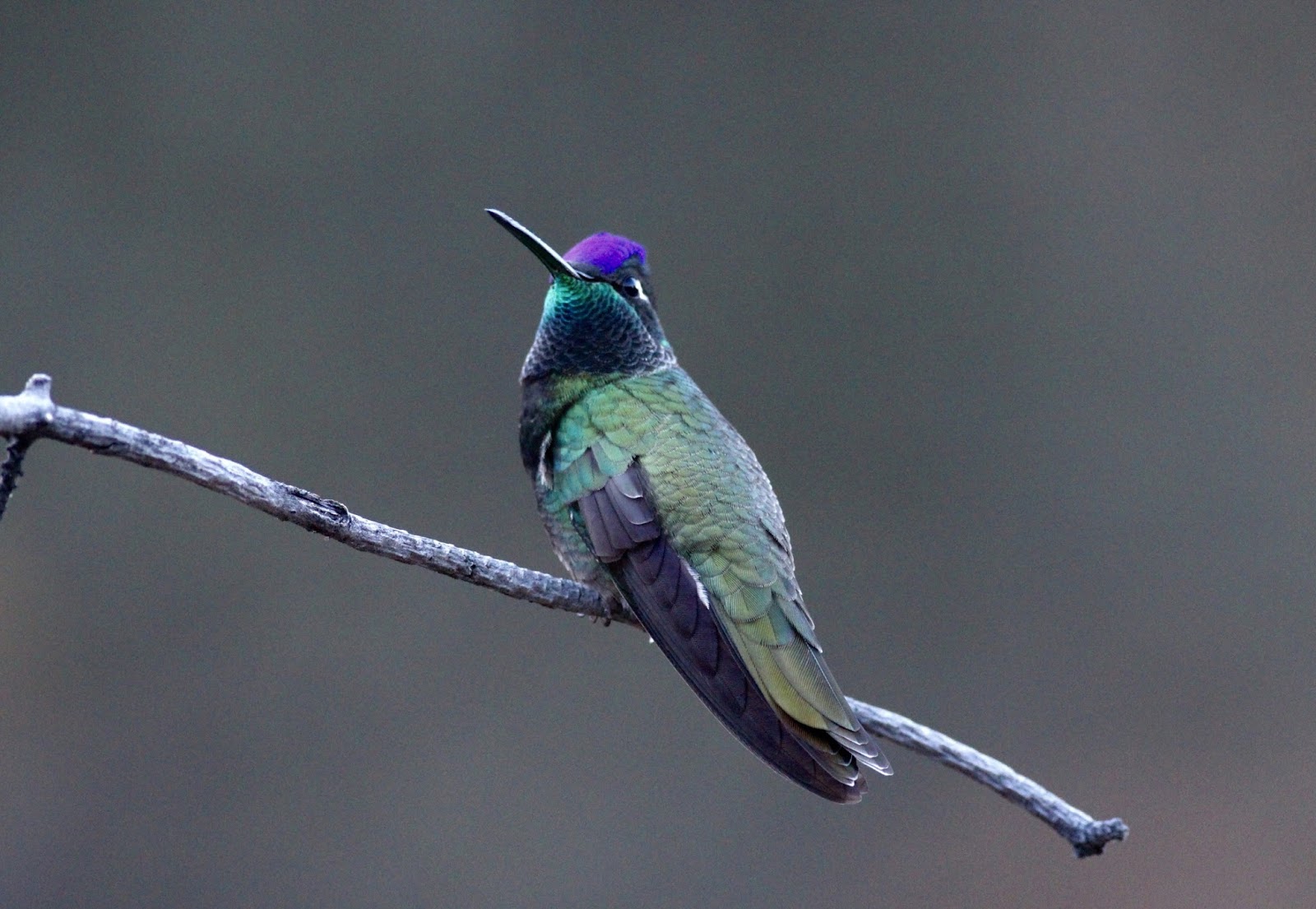 Photographicbirdlistomania: Rivoli's Hummingbird (Eugenes fulgens ...