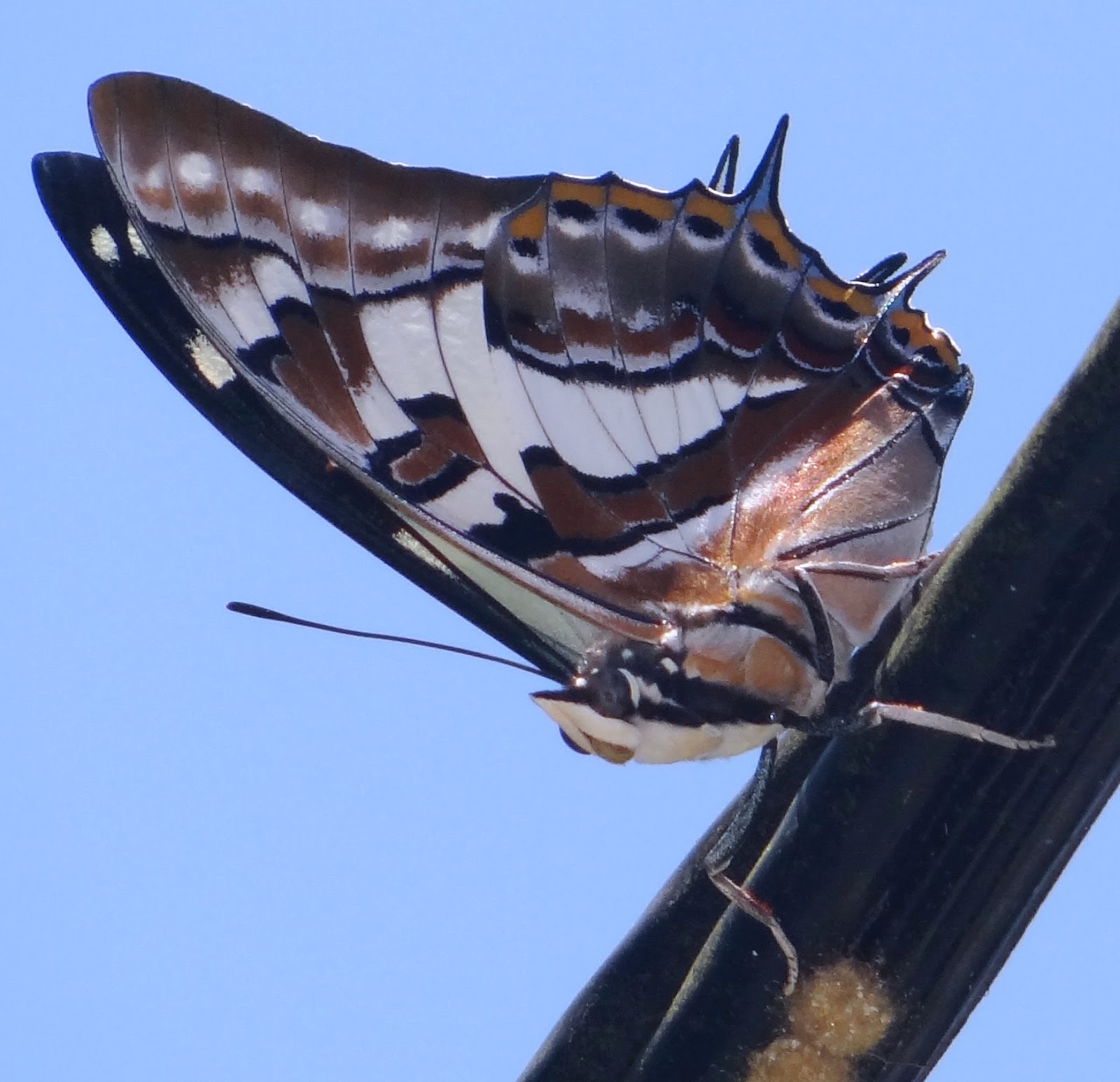 News from Coquette Point