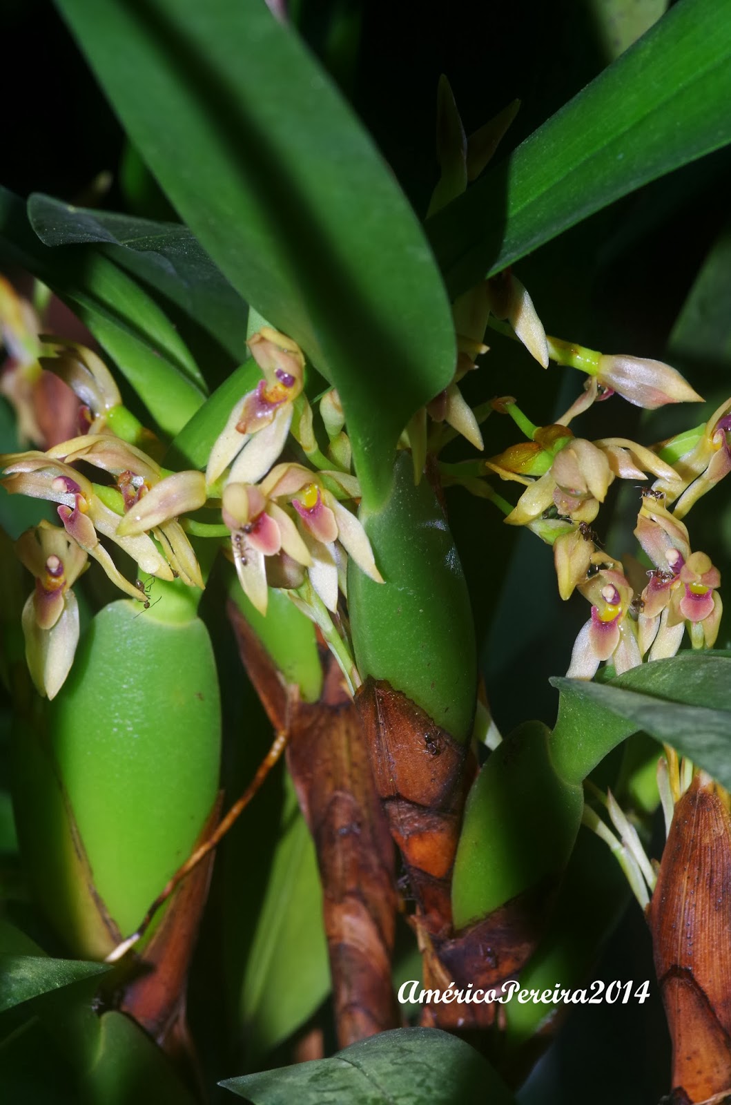 Orquídeas soltas: Maxillaria densa