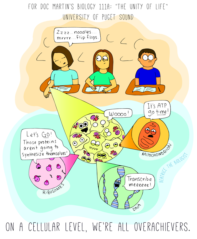 Beatrice the Biologist: Your Cells Keep Busy