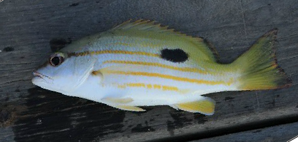 KENALI IKAN LAUT KITA: JENAHAK JALUR KUNING