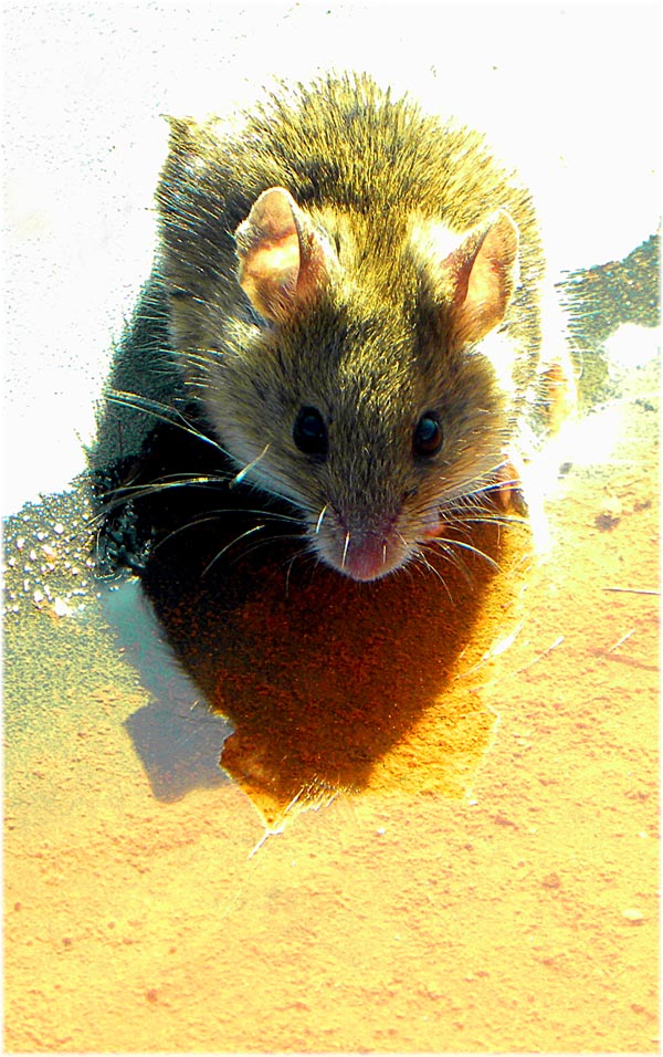 FOTO NATURA HUESCA 2: RATÓN BEBIENDO AGUA mus musculus Carl von Linné ...