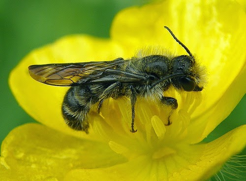 Wirral Wildlife Blog: Surprise Encounter with a Sleepy Bee