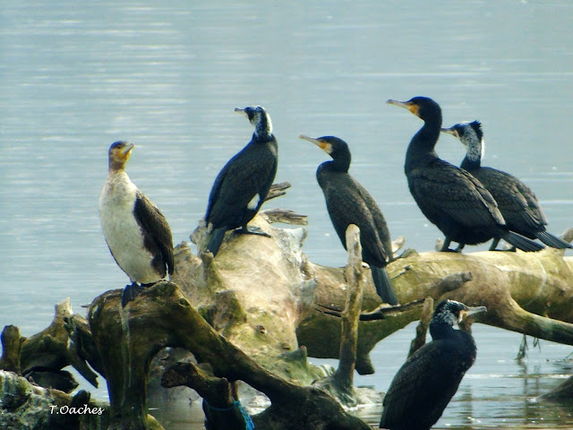 PASARI DIN ROMANIA: CORMORAN MARE, Phalacrocorax carbo