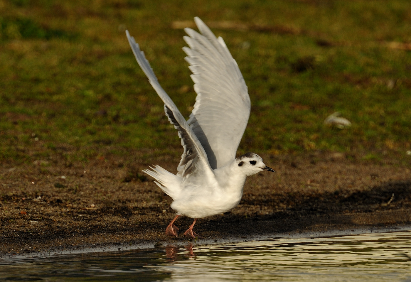 Steve Rogers birding: Little Gull at Par