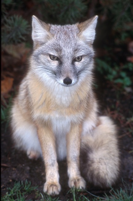 Corsac Fox Facts, Diet, Habitat Pictures On, 43% OFF