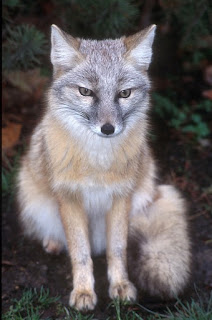 Corsac Fox
