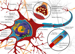 Neuron
