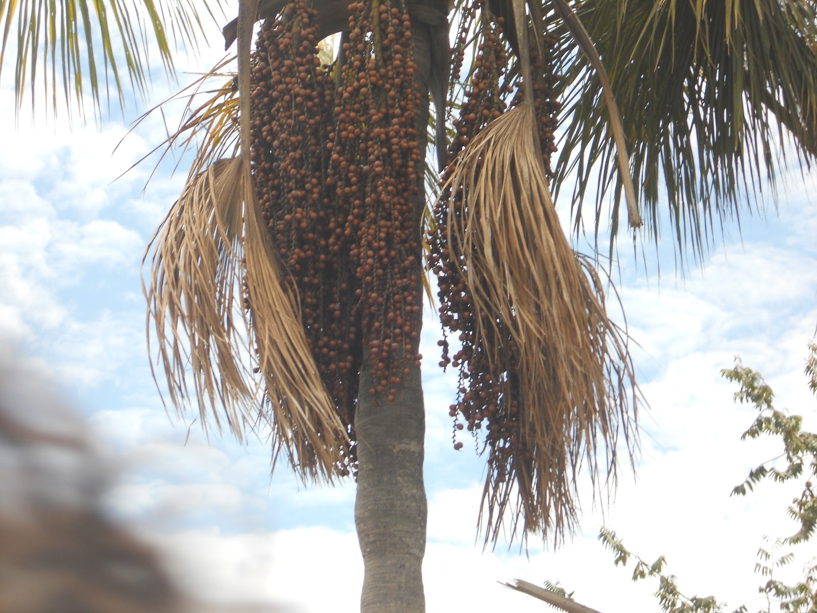 Néctar do Cerrado: O CERRADO E SUAS VEREDAS