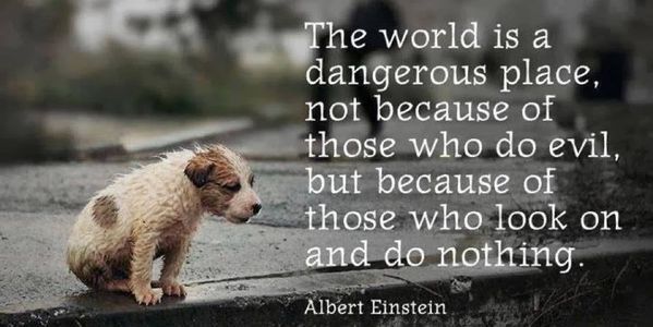 Of Animal Love: Help a Stray Animal