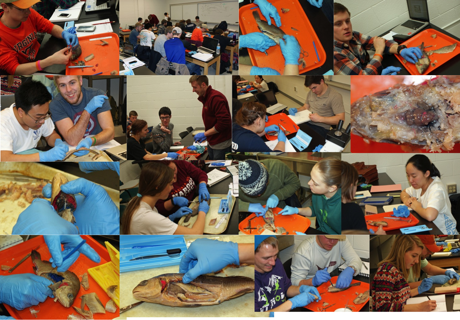 Virginia Tech Ichthyology Class : How to learn Ichthyology and make it ...