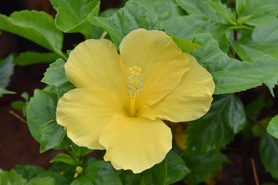 Entre plantas y macetas: Rosa de la China (Hibiscus rosa-sinensis L.)
