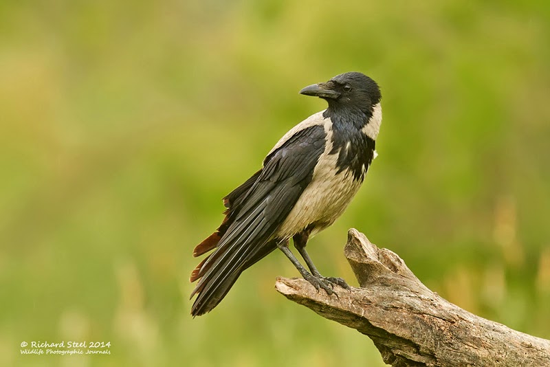 Wildlife Photographic Journals: Romania and the Last Frontier - Day 6 a ...