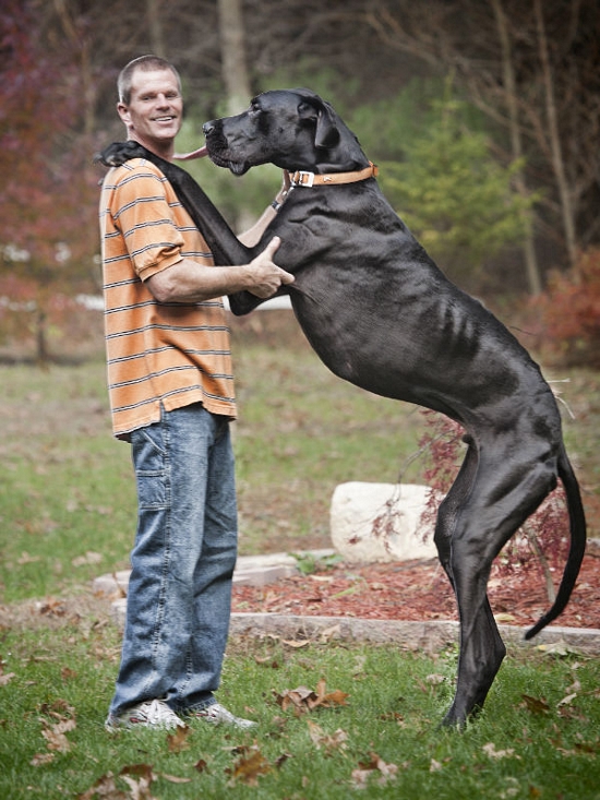WORLDS TALLEST DOG!!!! - pattazhy