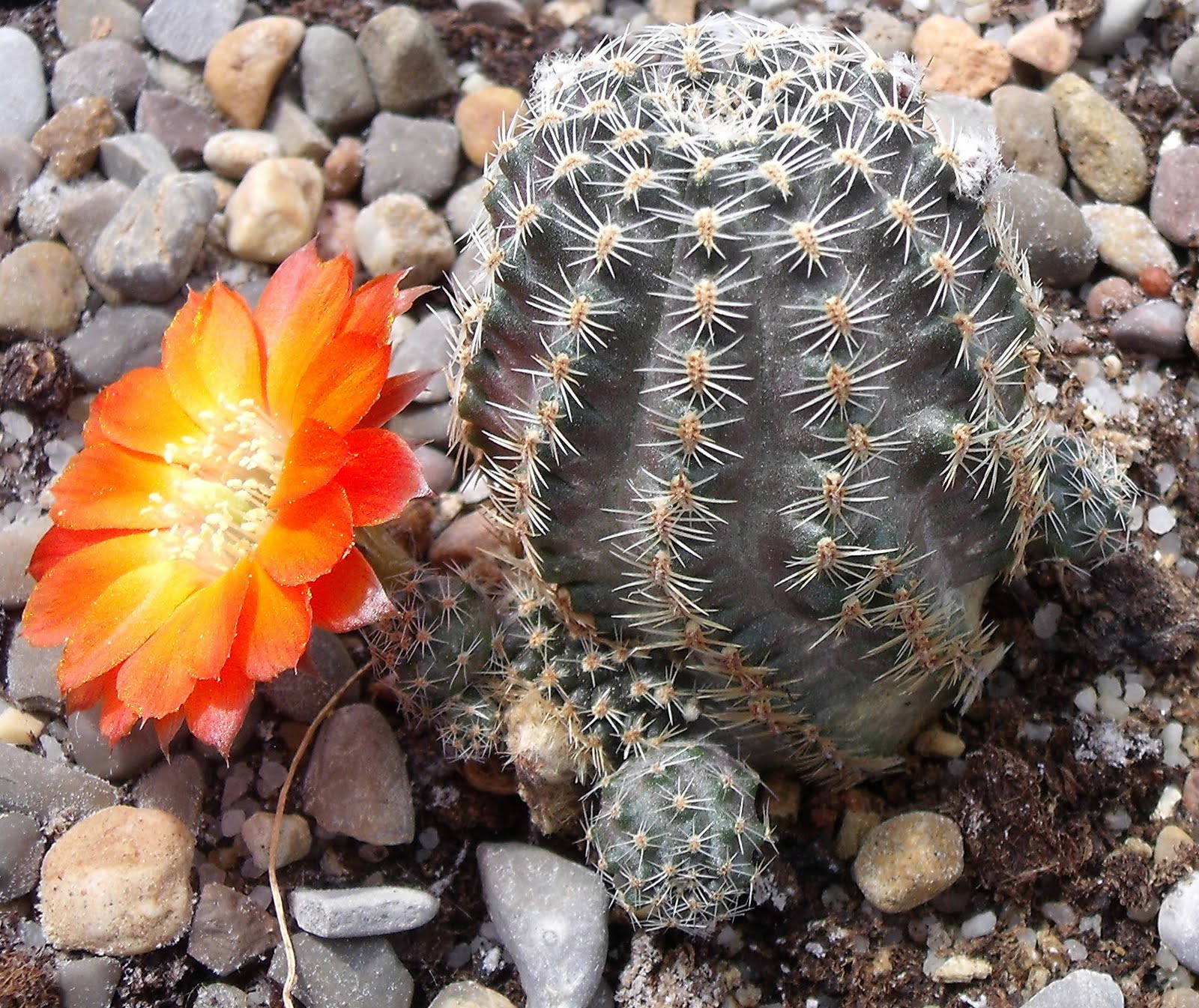 Rebutia, Aylostera y Weingartia: Rebutia pygmaea Fries 1905 ...