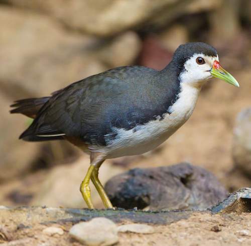 White-breasted waterhen | Birds of India | Bird World