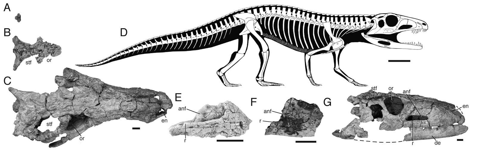 Waxing Paleontological: Adorable Triassic Pseudosuchians