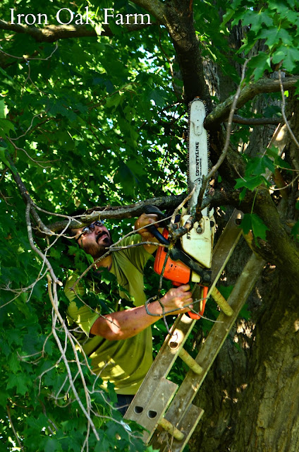 Iron Oak Farm: Farmyard Tree Swing