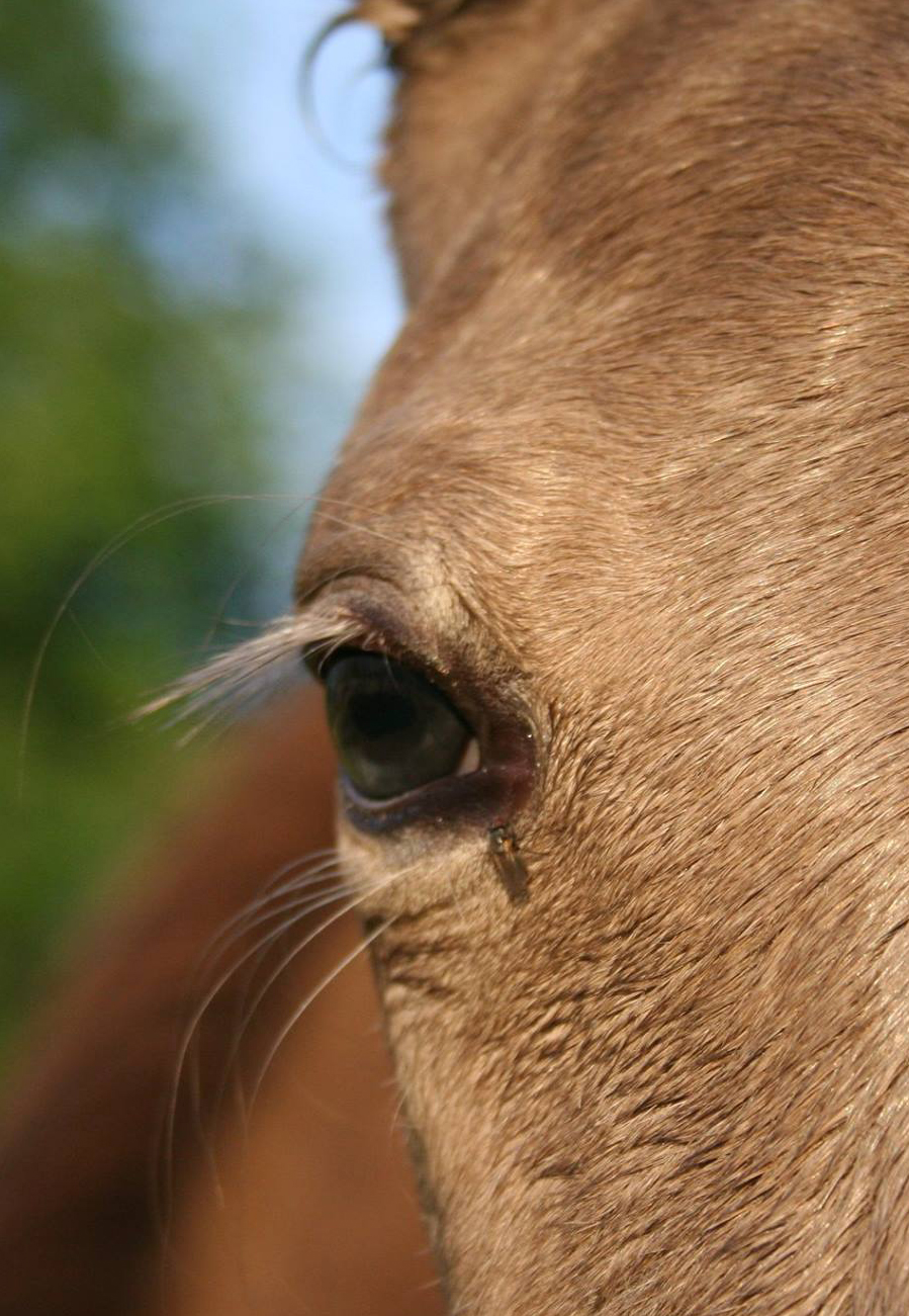 Musings at Minkiewicz Studios LLC: Equine Anatomy and Biomechanics: A ...