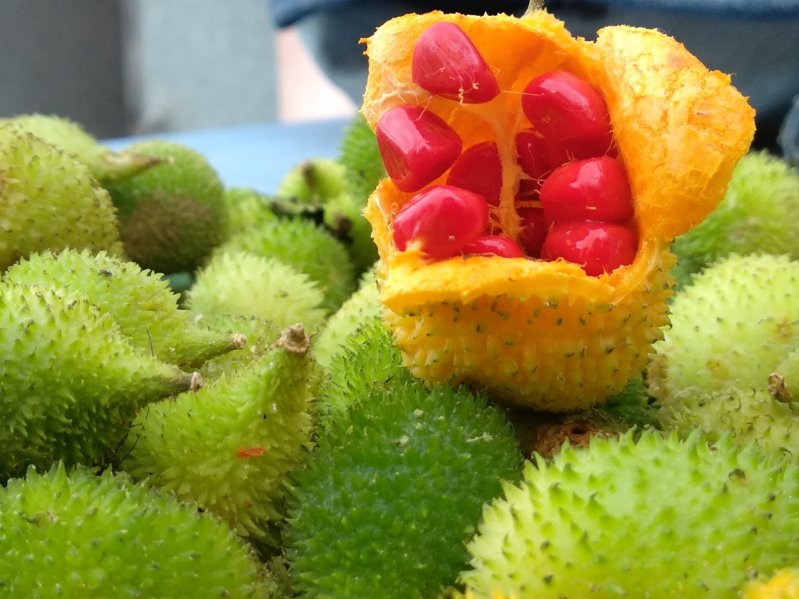 kankeda, Rajasthani, Vegetable