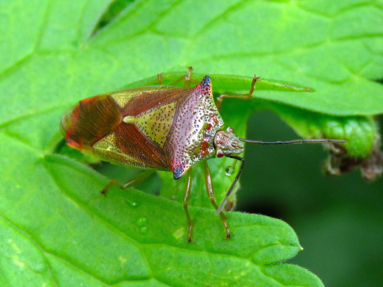 BugBlog: Late August shieldbug gallery