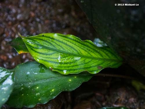 The rainforests of Borneo & Southeast Asia: Bucephalandra bogneri from ...