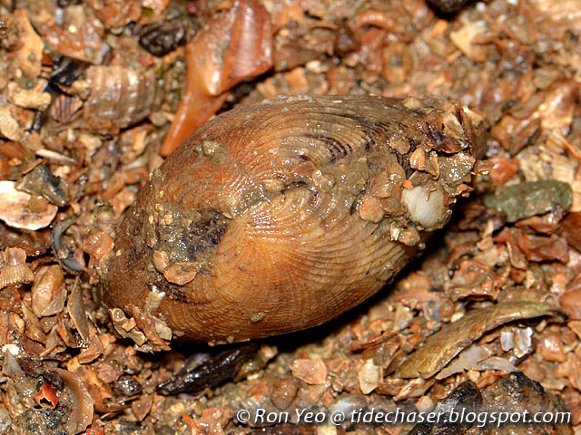 tHE tiDE cHAsER: Heterodont Bivalves (Phylum Mollusca: Subclass ...