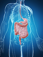 Het spijsverteringsstelsel