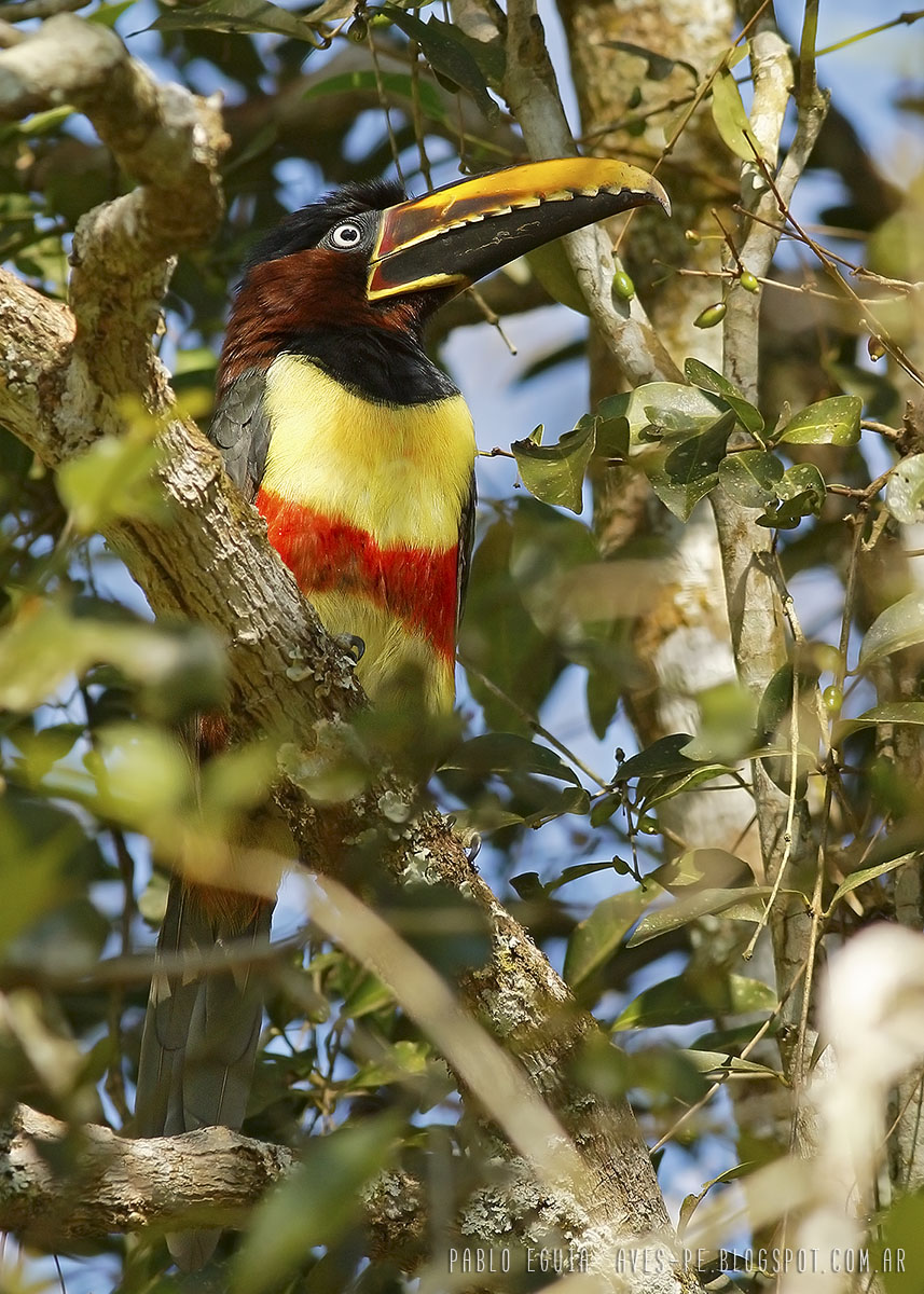 mis fotos de aves: Pteroglossus castanotis Arasarí Fajado Chestnut ...