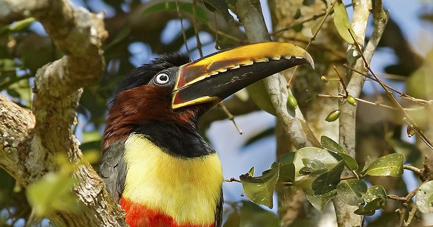mis fotos de aves: Pteroglossus castanotis Arasarí Fajado Chestnut ...