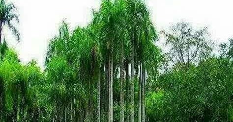 Adorable Pond - Afuni's Knowledge Hub