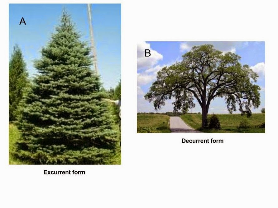 Natural Notes: Tree Biology