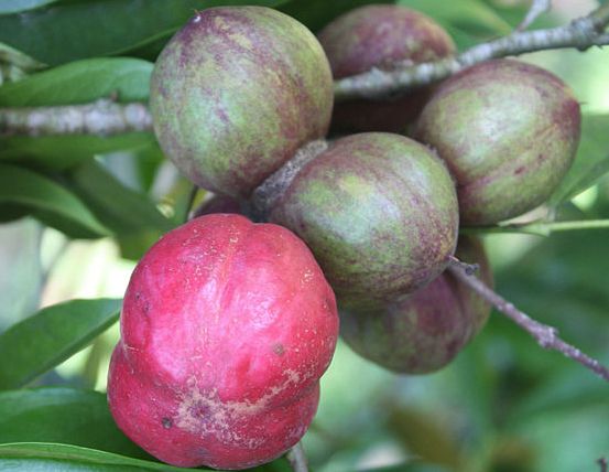 12 Khasiat Mahkota Dewa Bagi Kesehatan | Khasiat