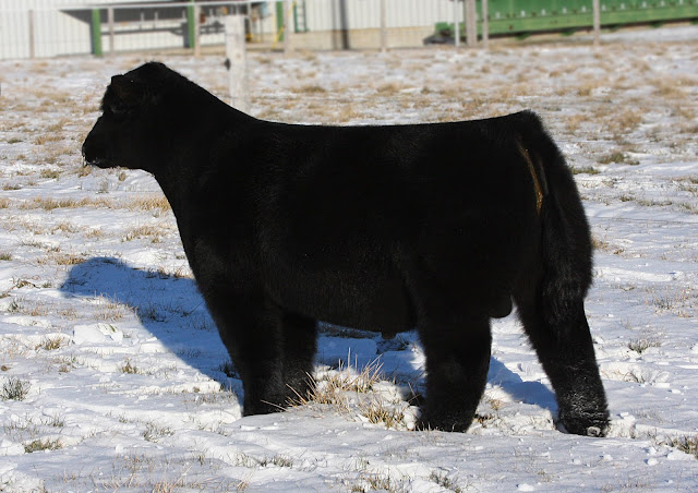 MITTAG Blog: From Executive Sires - I Da Man - Candid Photo