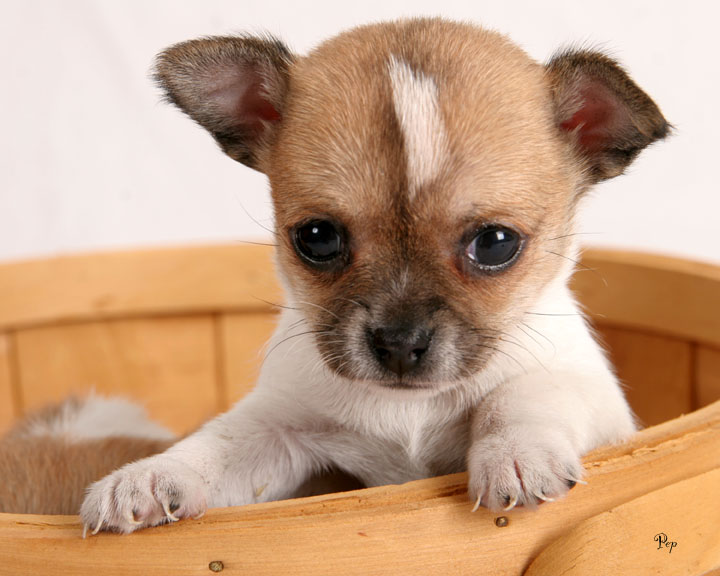 How to Care for and Train Chihuahua Dog | Dog Training
