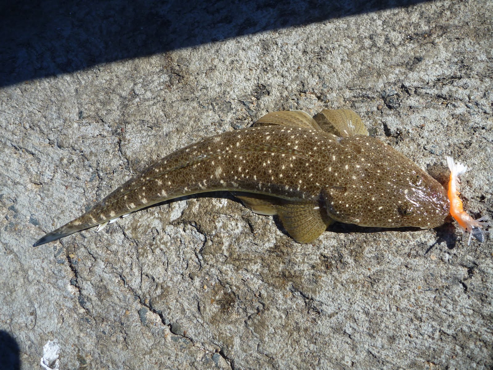 On The Bite!: Tested: Storm Wild-Eye Twitching Nipper