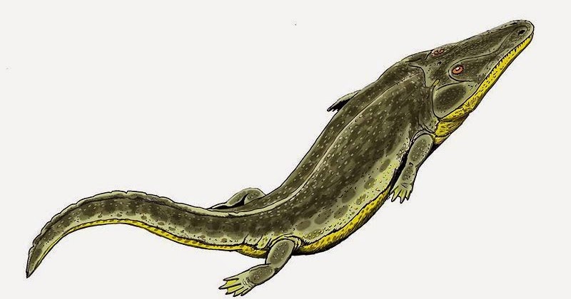 Variety of Life: Stereospondylomorpha