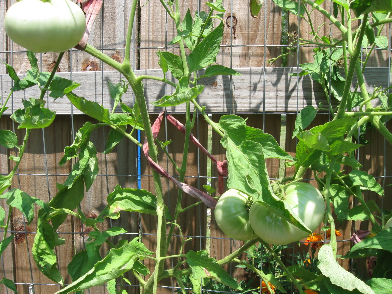 Growing Food in Florida: Tomato tomato tomatoe ... Variety!
