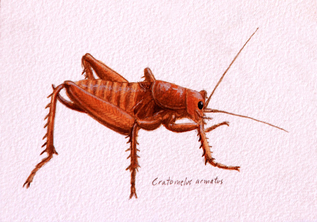 Dibujos y monos: Día de la tierra. Grillo rojo