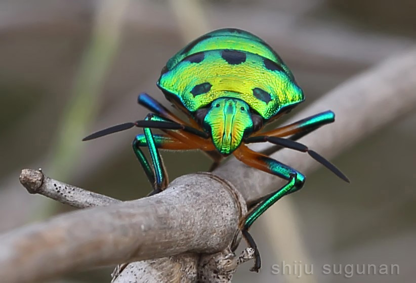 Cranium Bolts: Munia mania at Hoskote