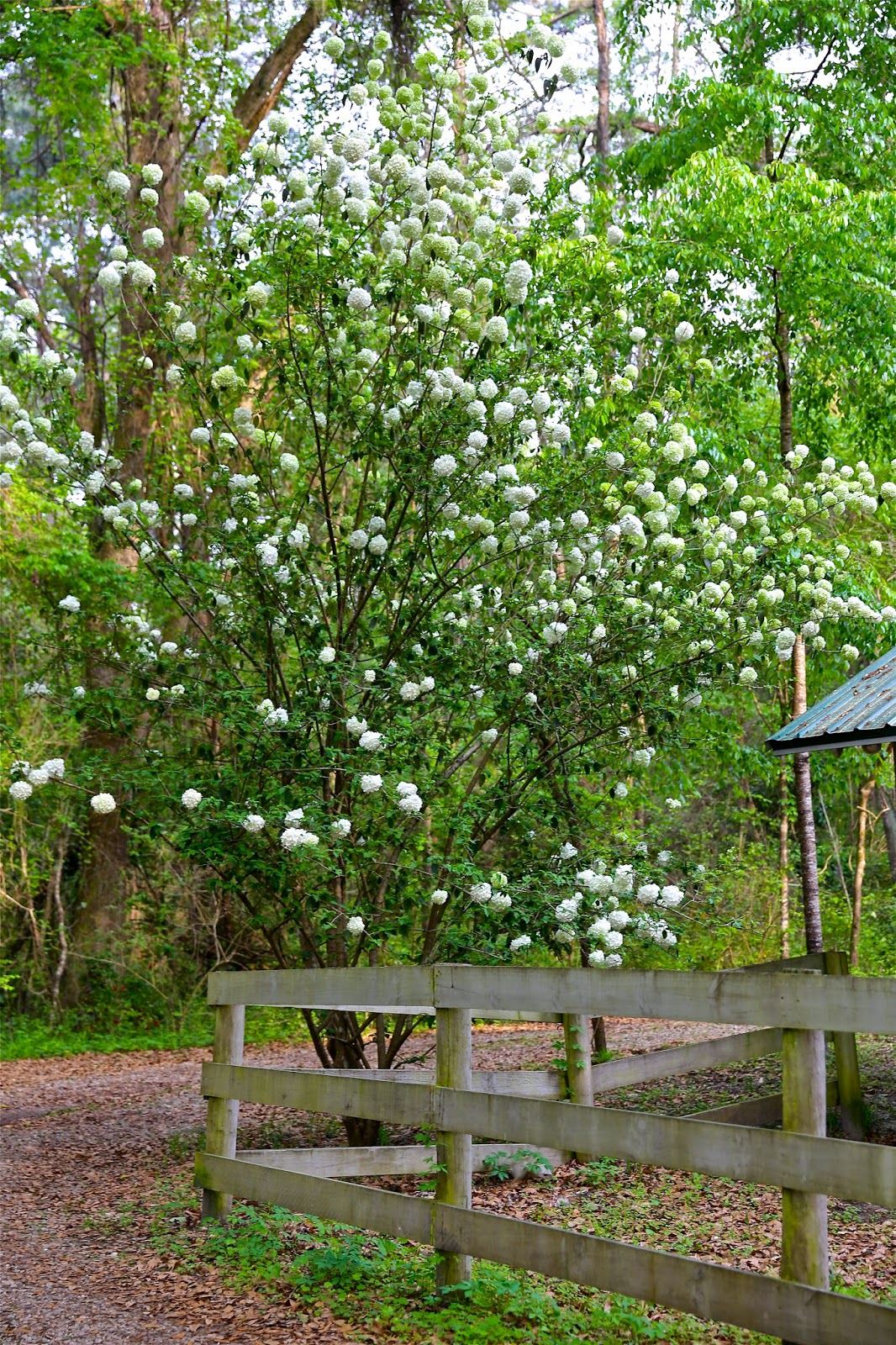 Sweet Southern Days: The Snowballs and Cherokee Roses are Blooming