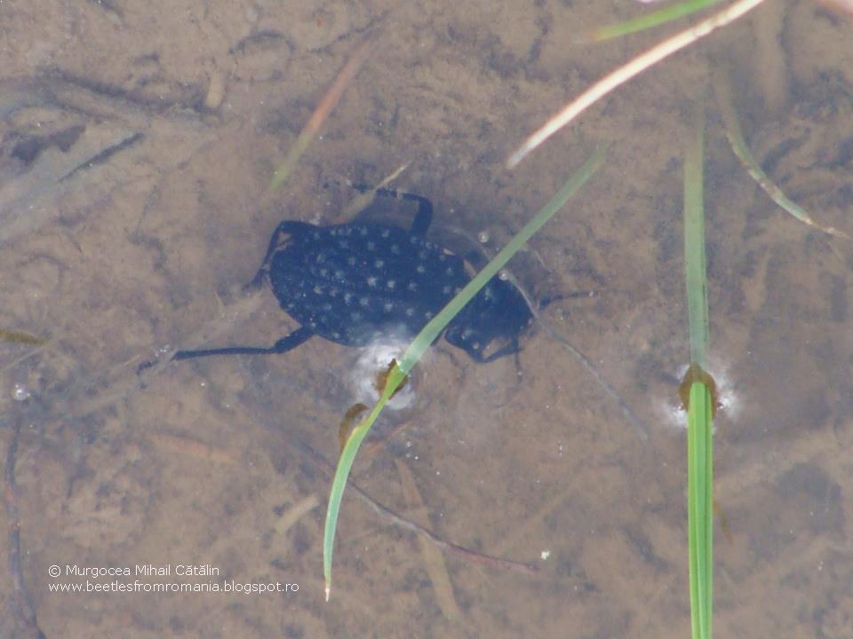 Beetles from Romania: Carabus (Hydrocarabus) variolosus