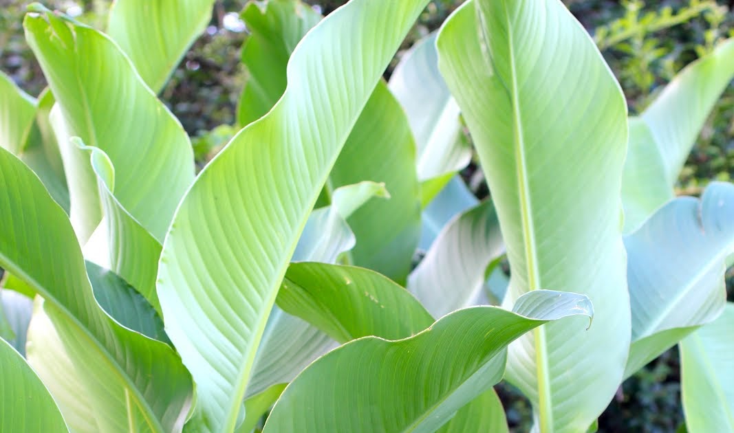 Florez Nursery: Queensland Arrowroot/Achira, Canna edulis