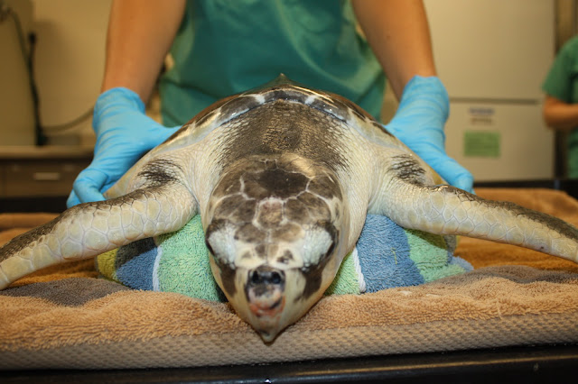 Marine Animal Rescue Team Blog