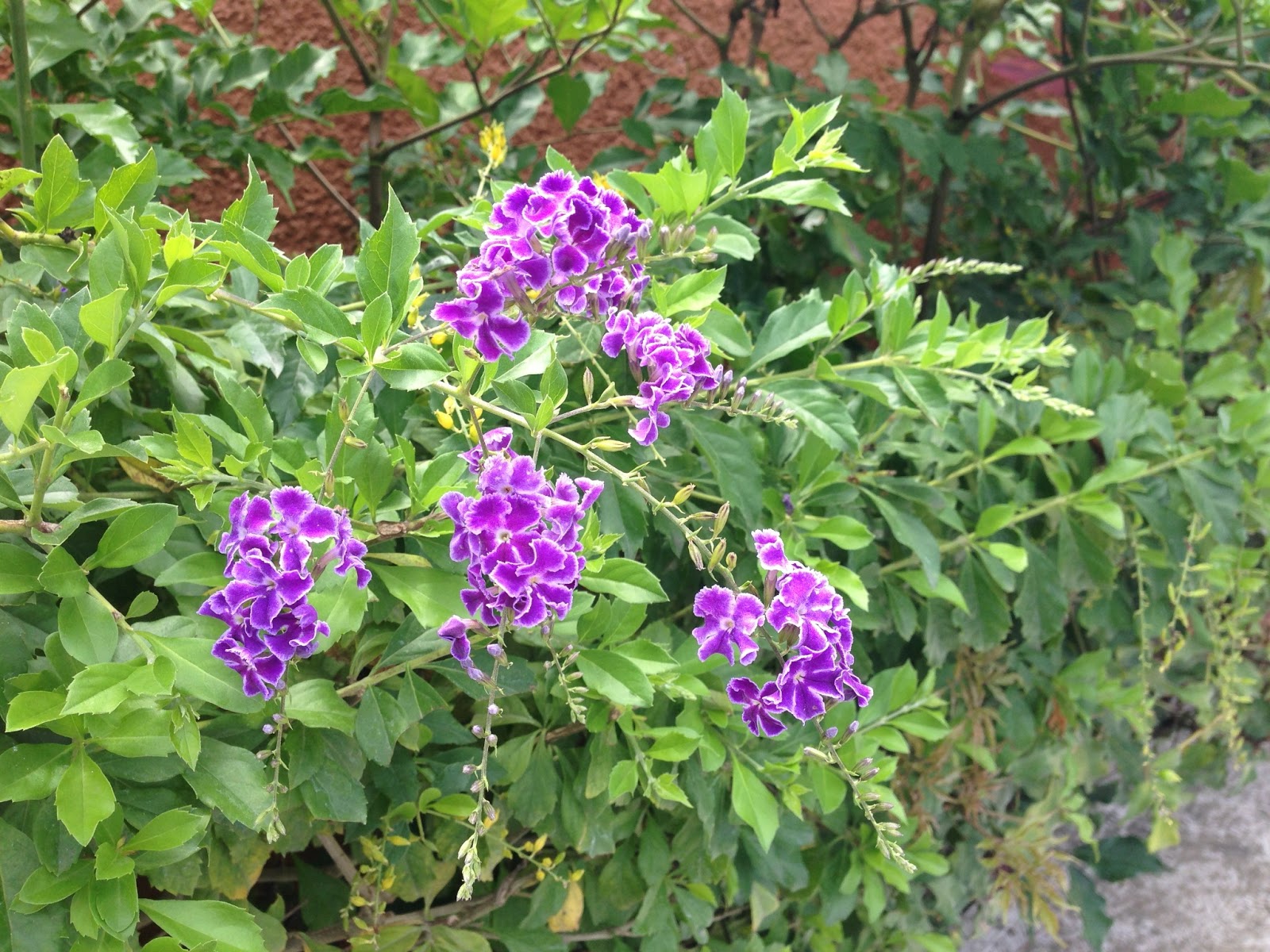 A Student Gardener: MEXICO VACATION FLOWERS