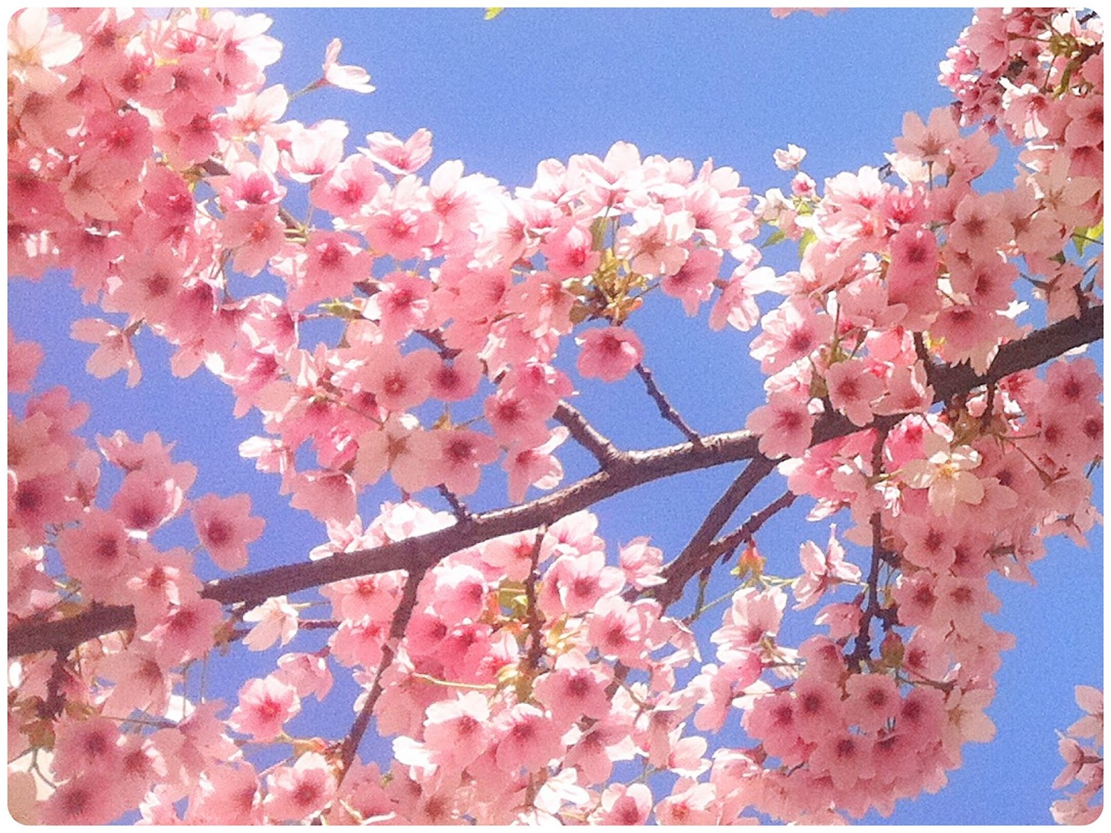 Cherry Blossom Sakura Soufflé Cake Roll 桜ロールケーキ | Chérie Kelly
